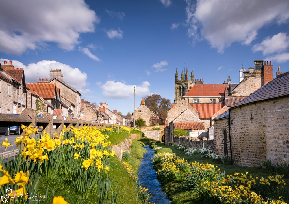 Helmsley Spring Daffodils - The North Yorkshire Gallery