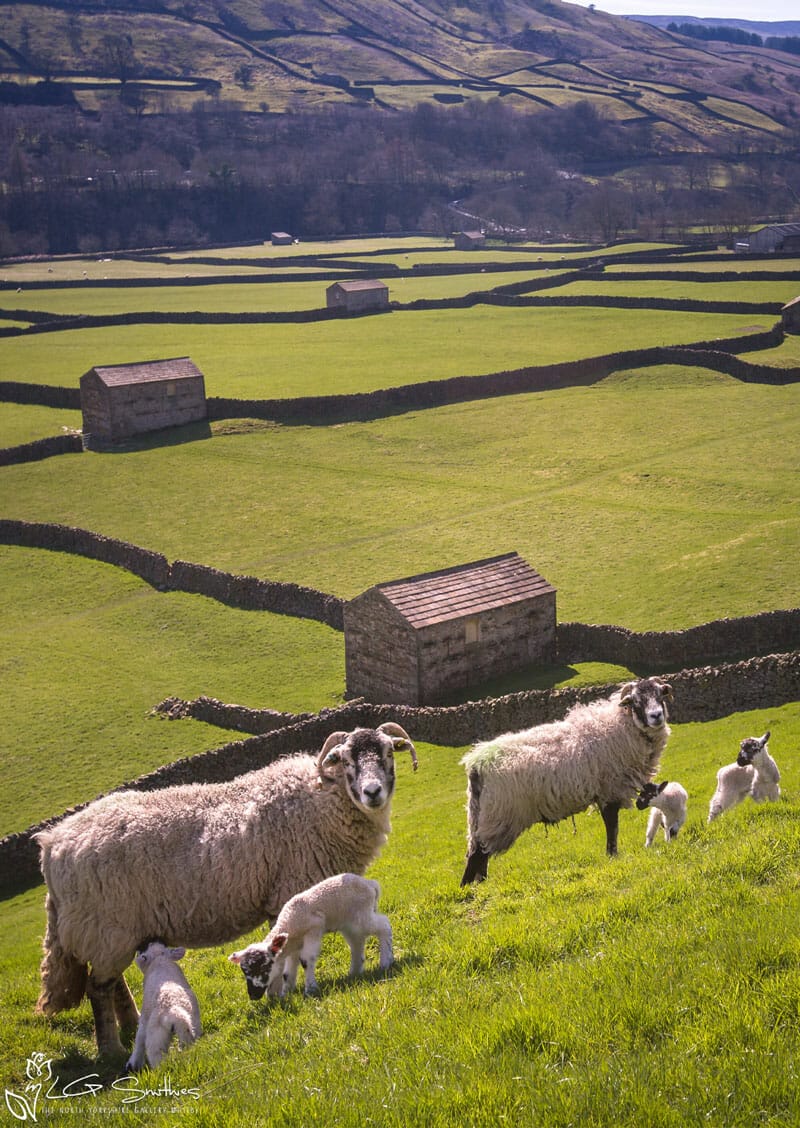 Swaledale Sheep Gunnerside - The North Yorkshire Gallery