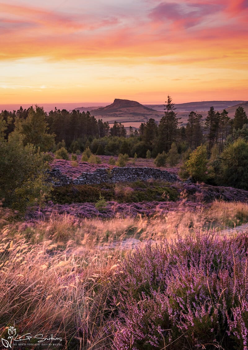 Roseberry Topping And Heather In Full Bloom - The North Yorkshire Gallery
